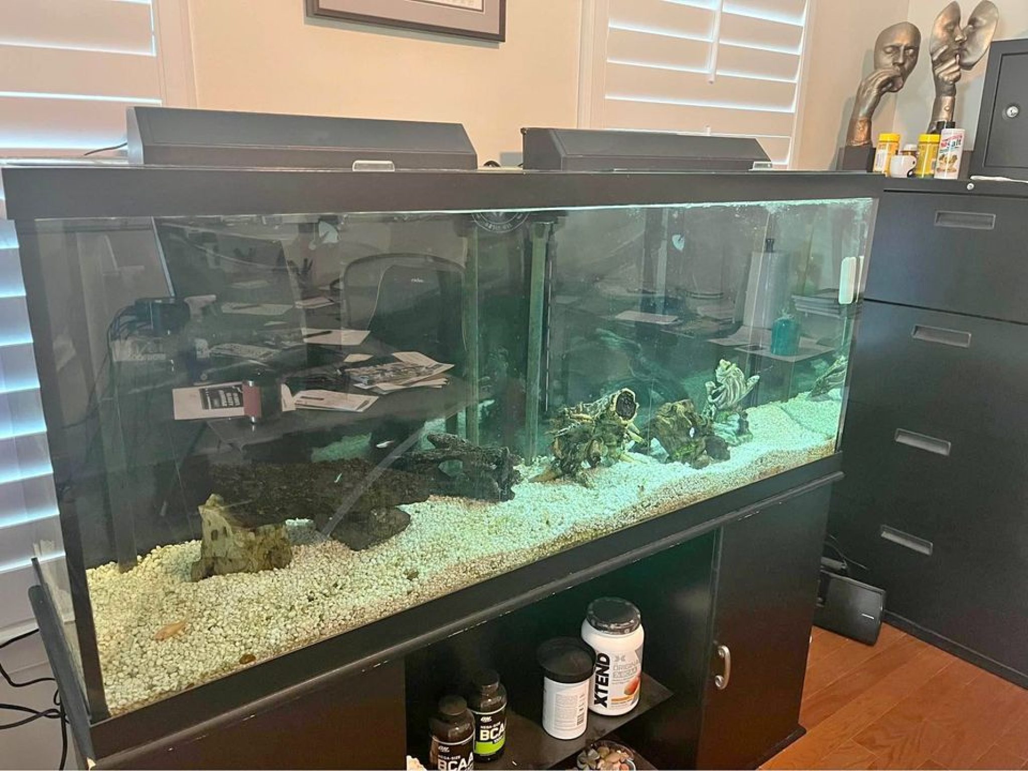 3 Tiny White Worm Types in The Aquarium Fish Tank - Passion Plans